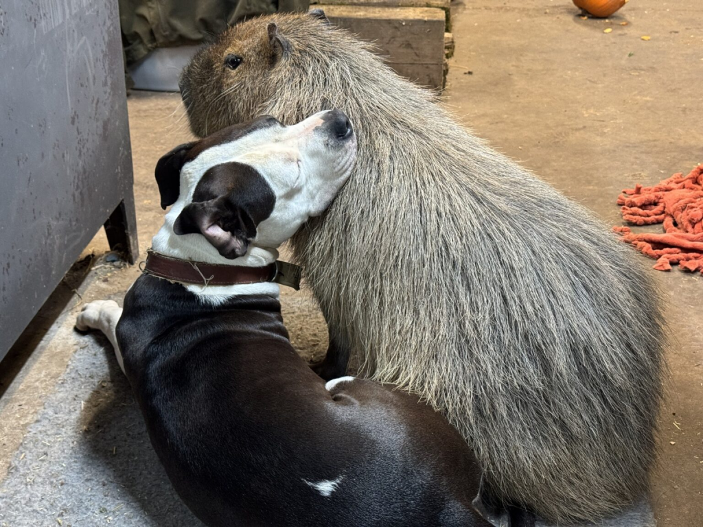 El capibara que rompió las reglas del refugio para convivir con su ...